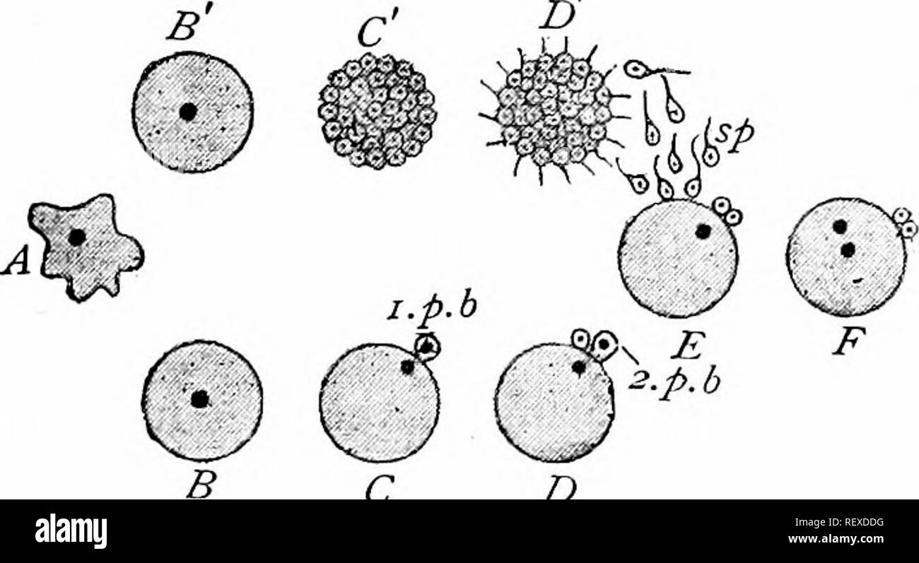 Spermatozo Black and White Stock Photos & Images - Alamy