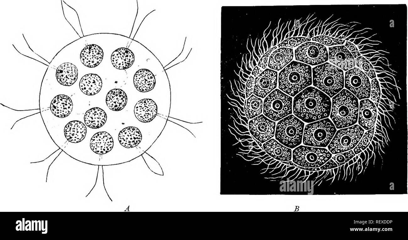Earliest Multicellular Organisms