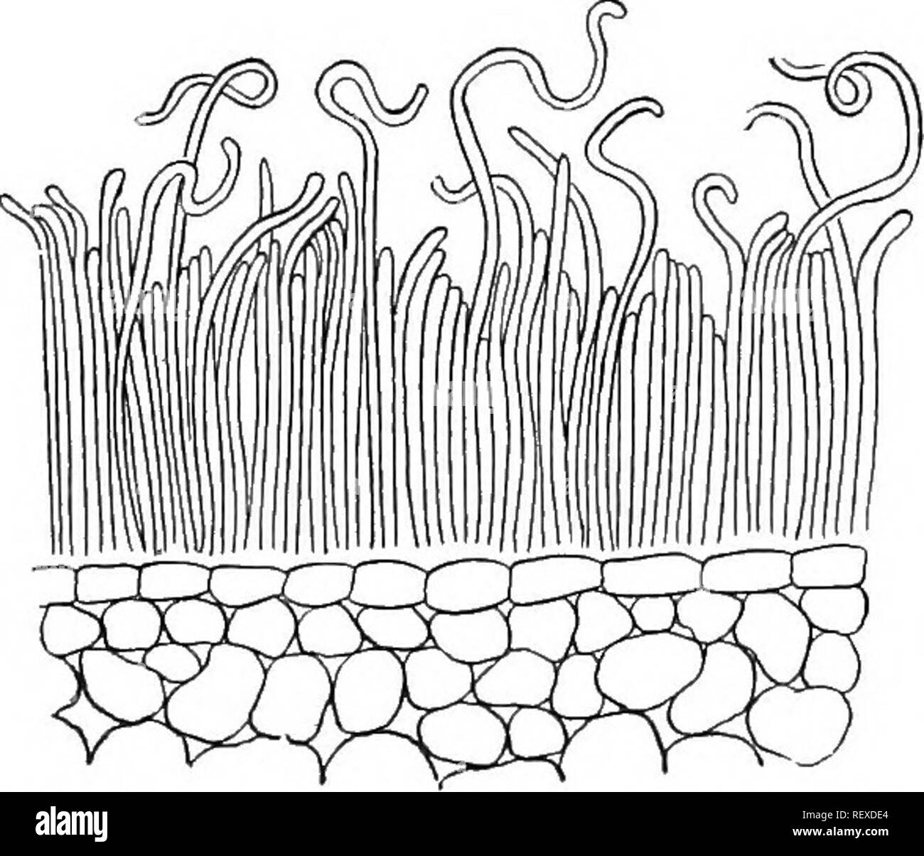 Cuticle Plant Diagram