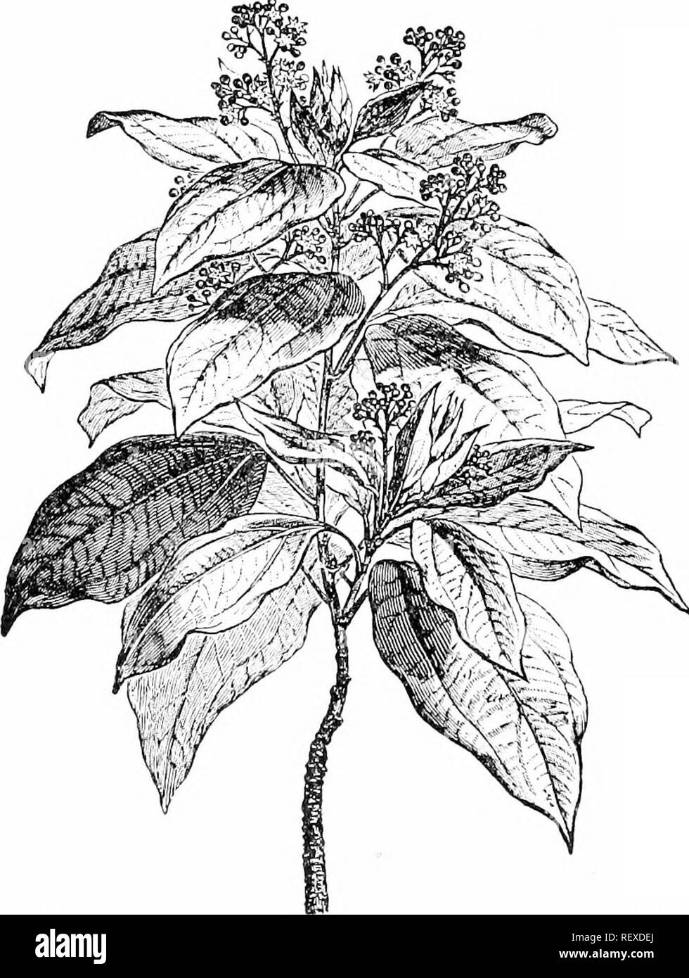 . Plants and their uses; an introduction to botany. Botany; Botany ...