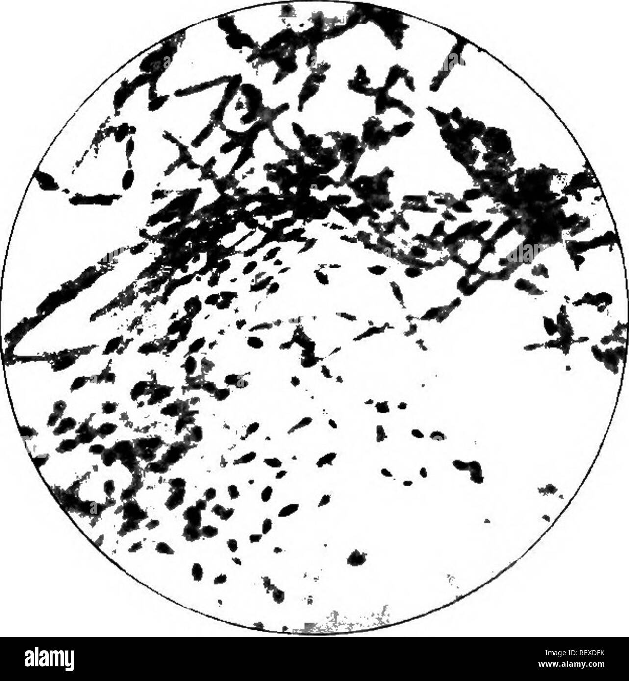 Elliptical spores hi-res stock photography and images - Alamy