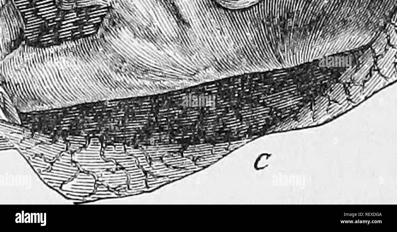 Placental animals Black and White Stock Photos & Images - Alamy