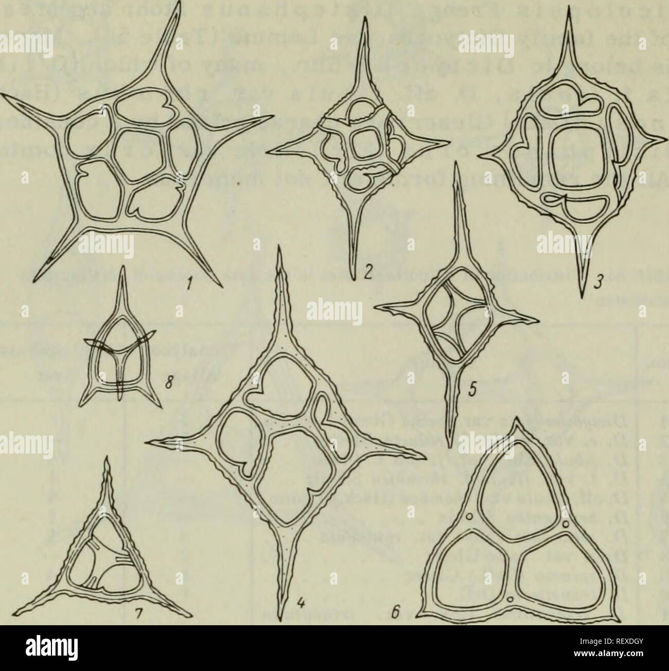 Dictyocha Fibula High Resolution Stock Photography and Images - Alamy