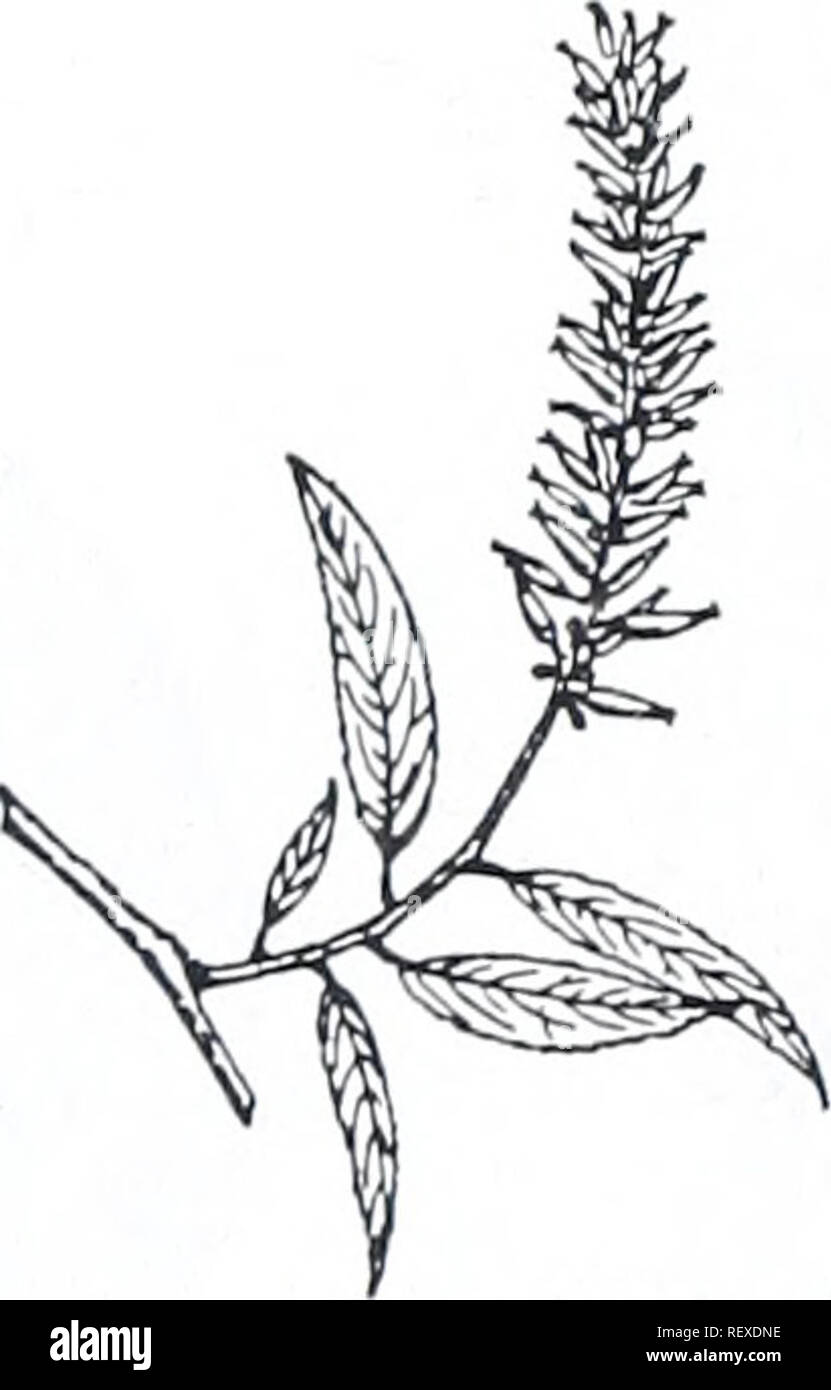 . Concord area trees and shrubs. Botany; Trees; Shrubs. SHRUBS ...