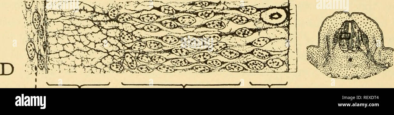 . Comparative anatomy. Anatomy, Comparative. ) germinal ' cells â ^.iis ...