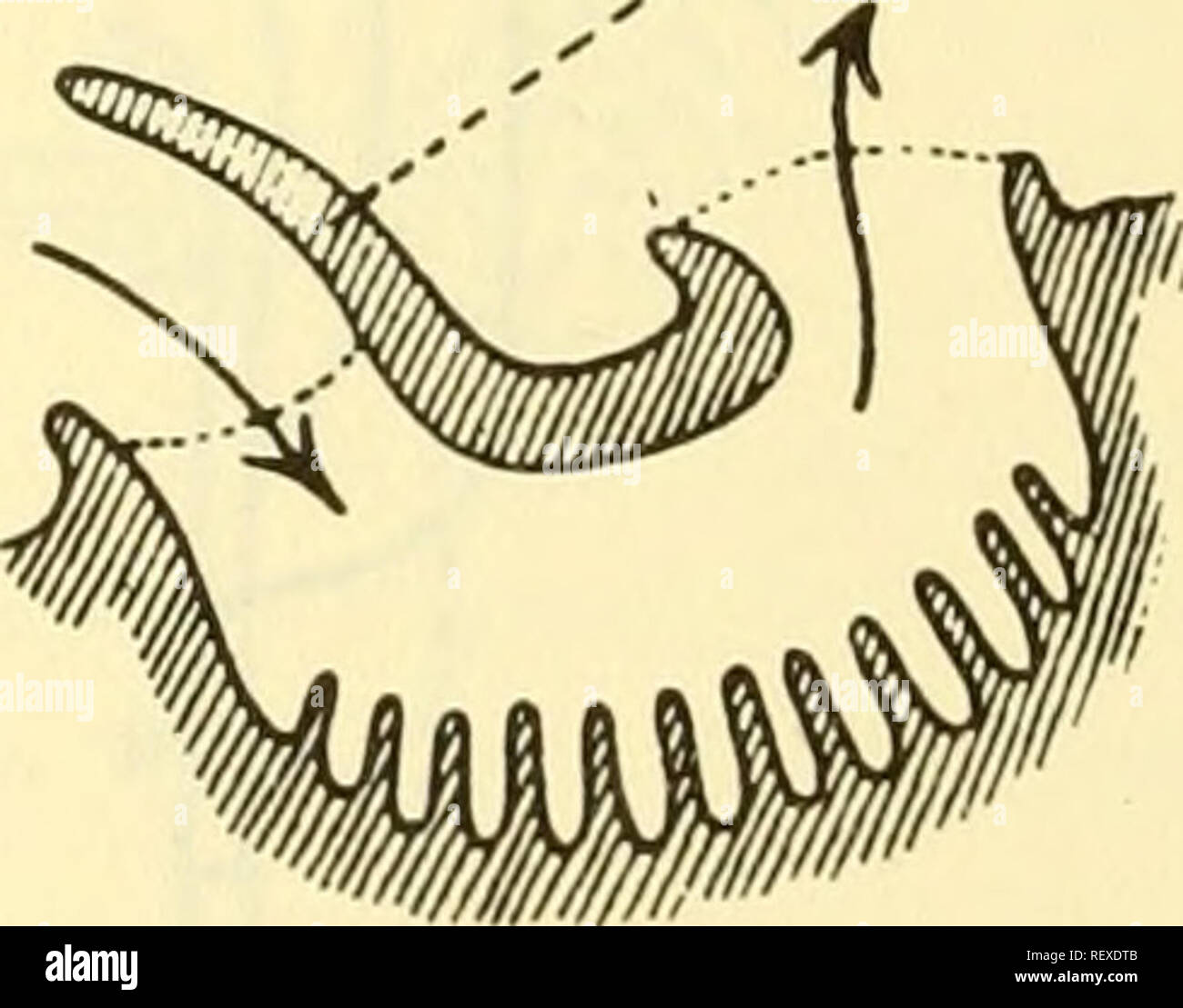 . Comparative animal physiology. Physiology, Comparative; Physiology ...