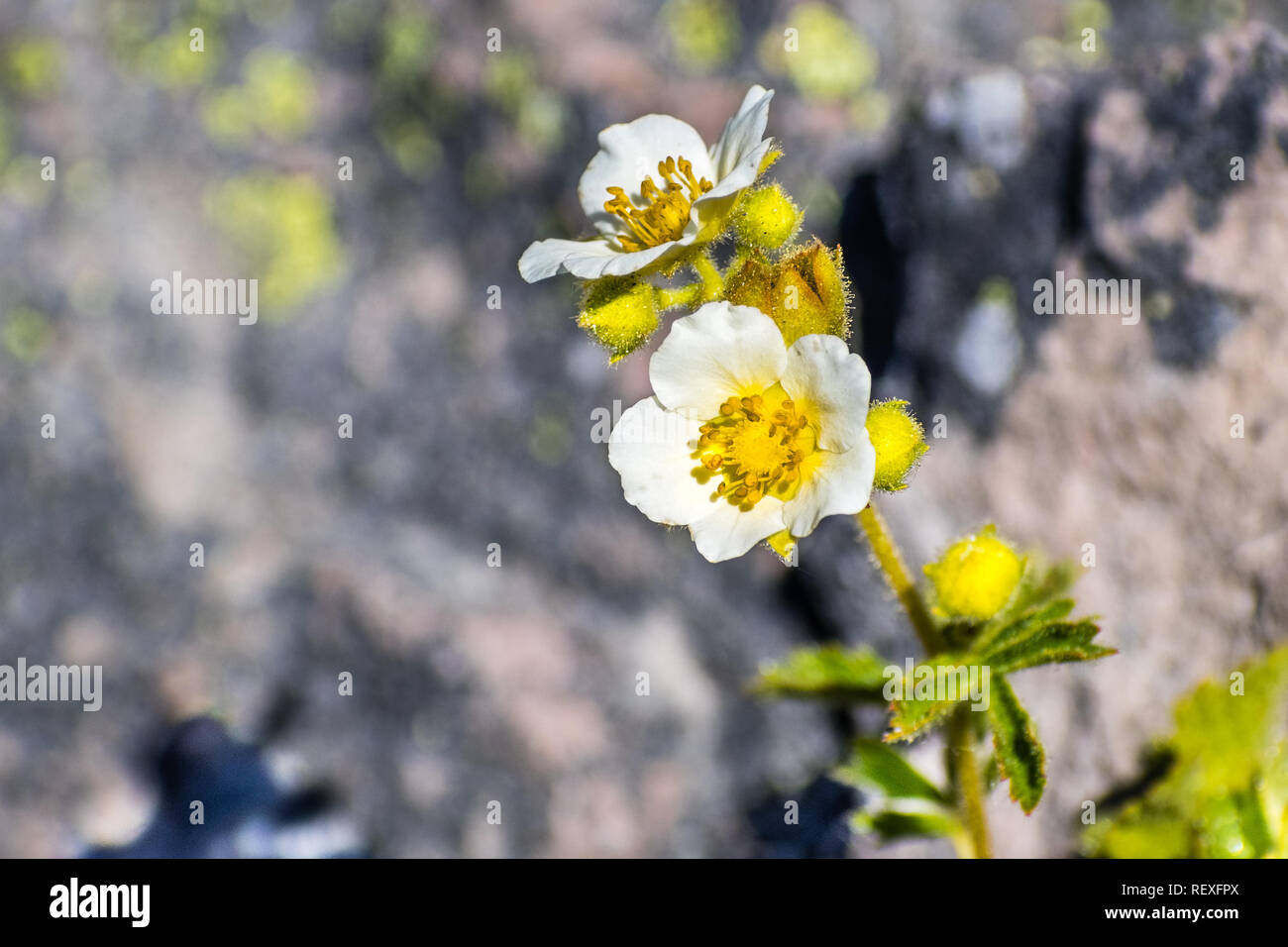 Sticky cinquefoil (Drymocallis glandulosa) wildlfower blooming close to ...
