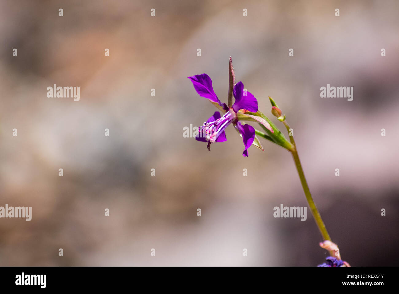 Diamond clarkia (Clarkia rhomboidea) blooming in the forests of ...