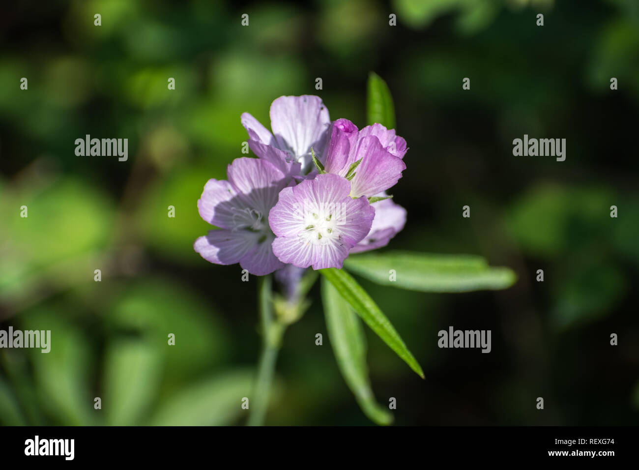 Meadow checker mallow hi-res stock photography and images - Alamy