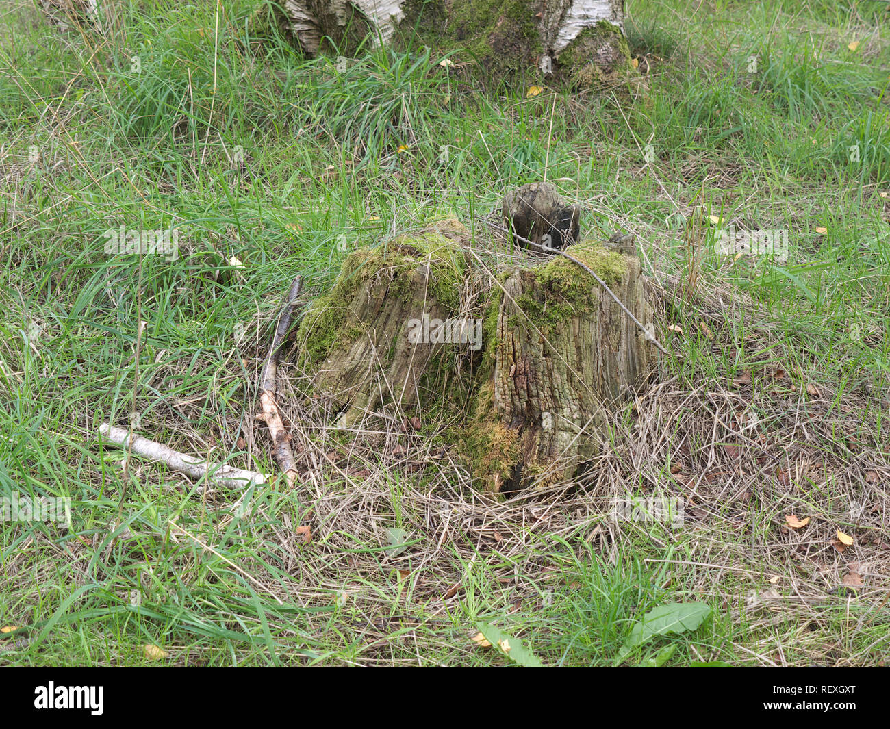 Tree stump in Willingham woods Stock Photo - Alamy