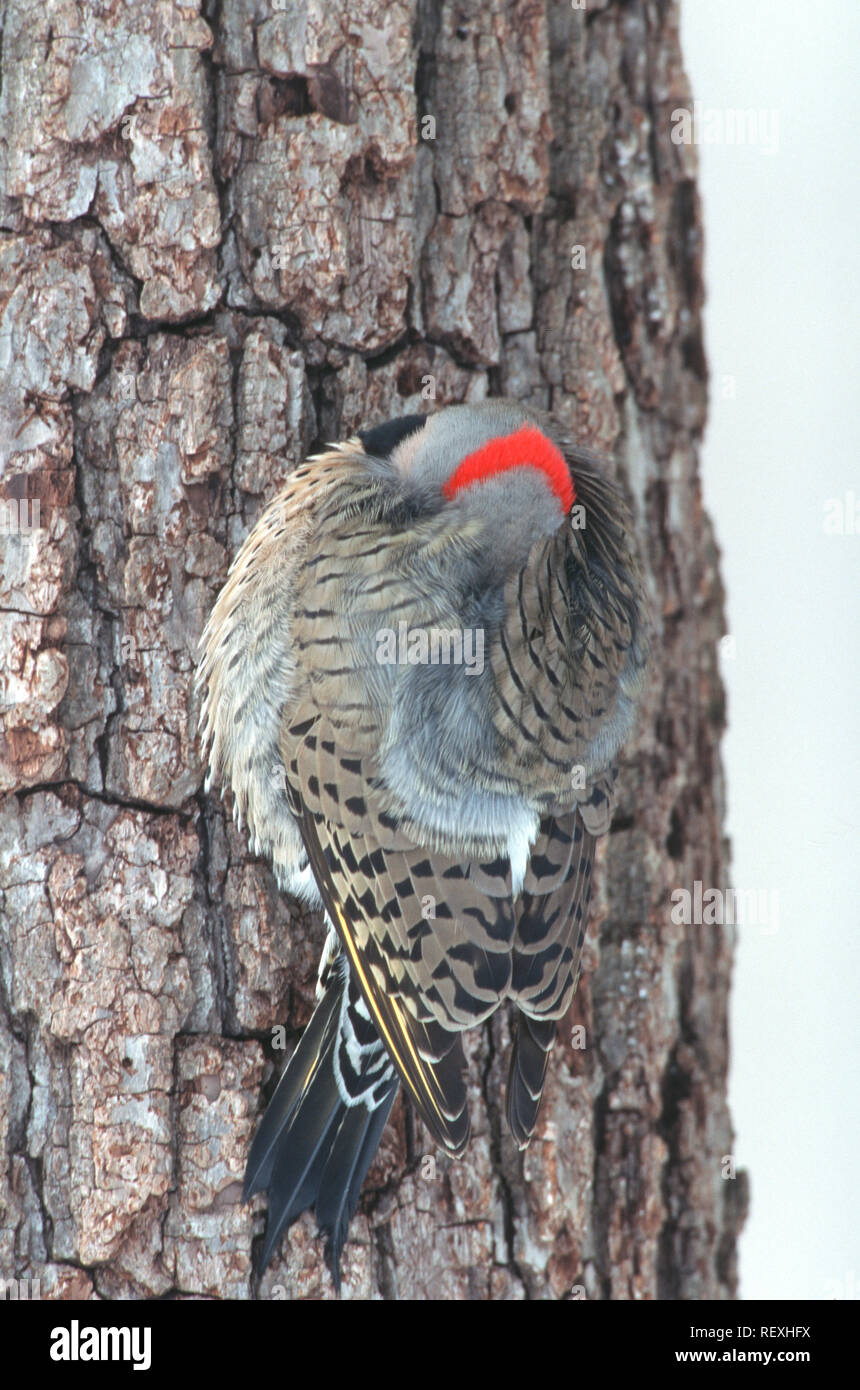 01193-01114 Northern Flicker (Colaptes auratus) male keeping warm in ...