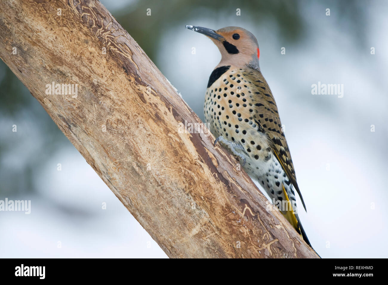 01193-01515 Northern Flicker (Colaptes auratus) male on dead tree in ...