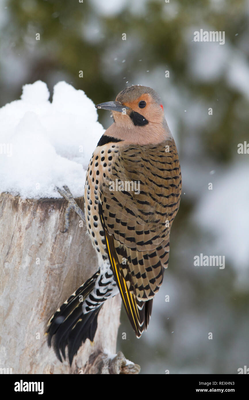 Flicker piciformes picidae bird hi-res stock photography and images - Alamy