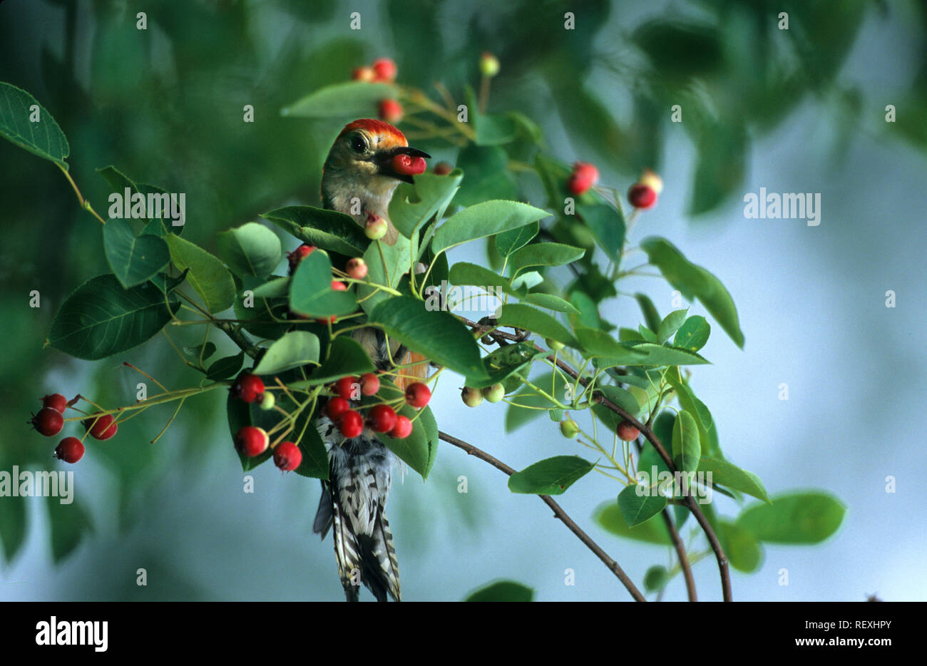 Serviceberry bird hi-res stock photography and images - Alamy