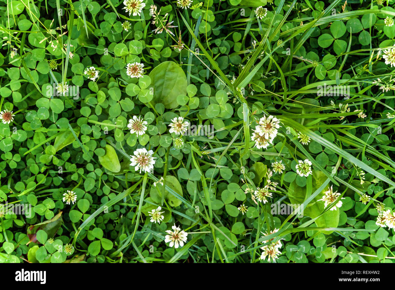 White dutch clover on lawn hi-res stock photography and images - Alamy