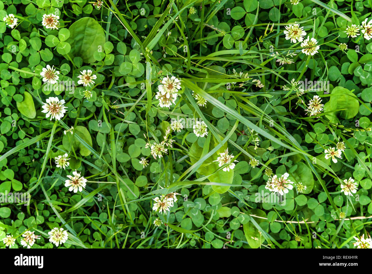 White dutch clover on lawn hi-res stock photography and images - Alamy