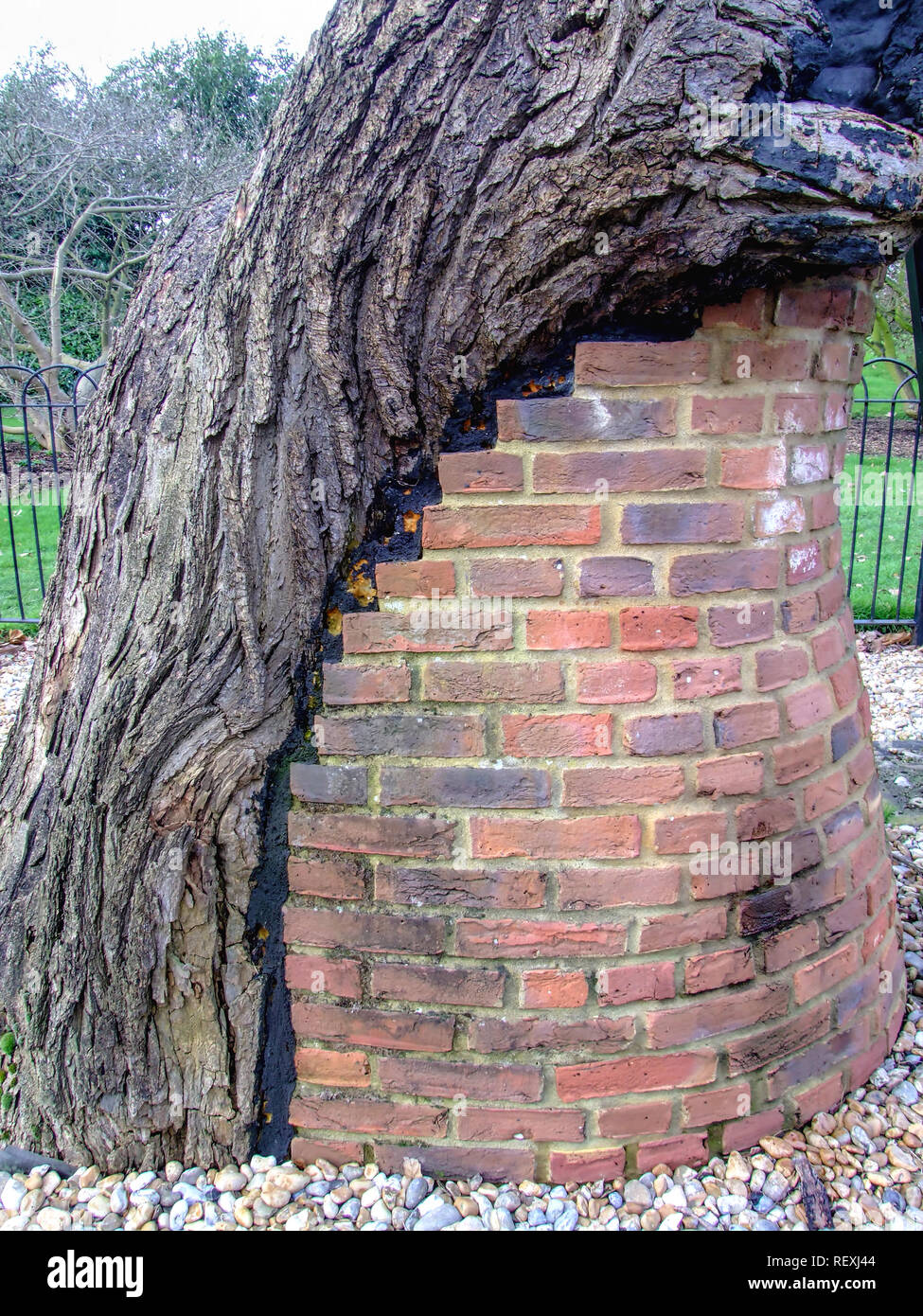 Old tree with brick column support symbiosis Stock Photo - Alamy