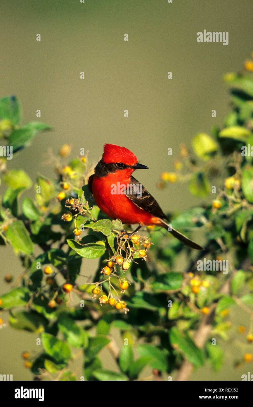 01233-00118 Vermillion Flycatcher (Pyrocephalus rubinus) male in Anacua ...