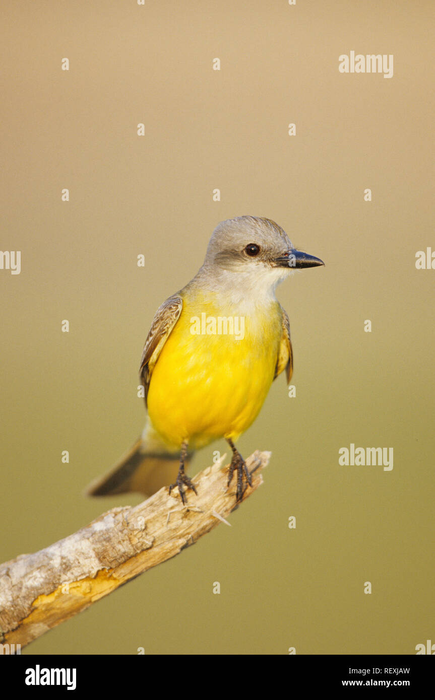 01248-00103 Couch's Kingbird (Tyrannus couchii) Starr Co. TX Stock ...