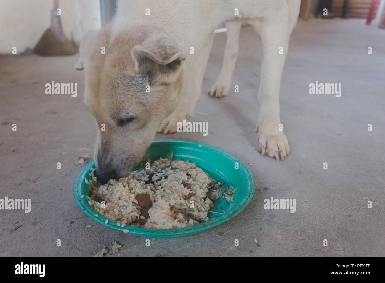 dog eating sticky rice in green plate for his breakfast alone close up ...