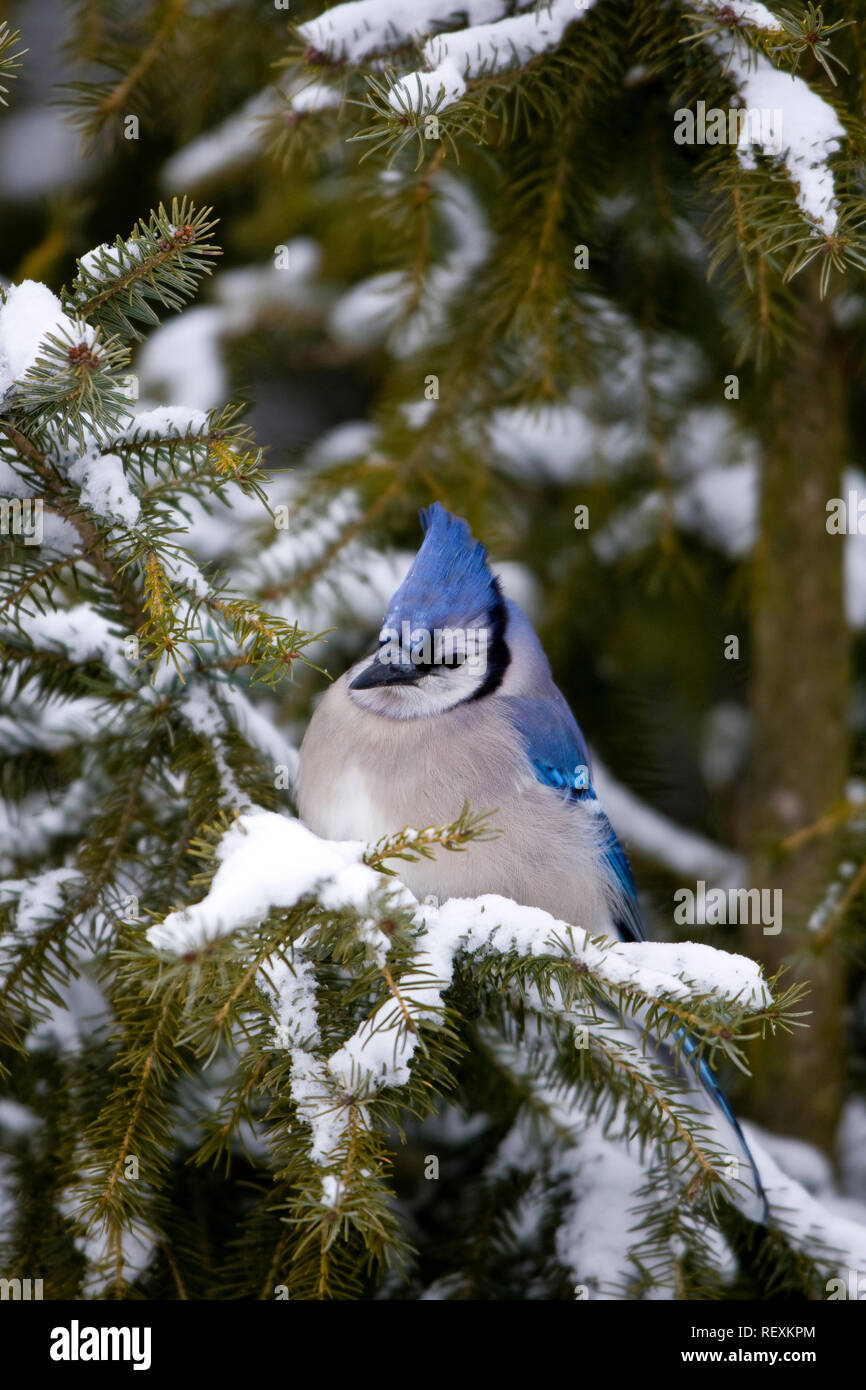 Blue jay in fir tree hi-res stock photography and images - Alamy