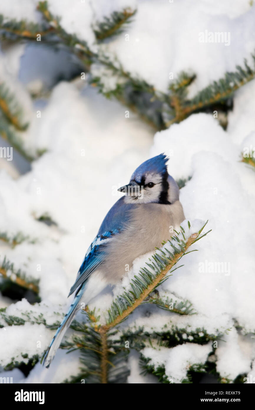 Blue jay in fir tree hi-res stock photography and images - Alamy