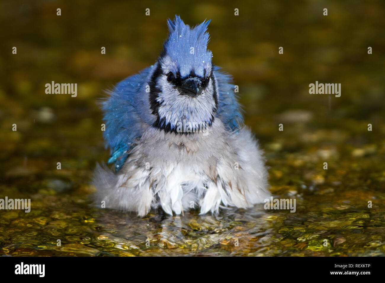 Wet blue jay hi-res stock photography and images - Alamy