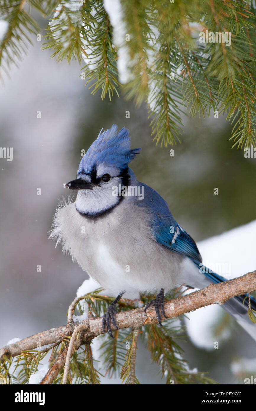 North american blue jay in tree hi-res stock photography and images - Alamy