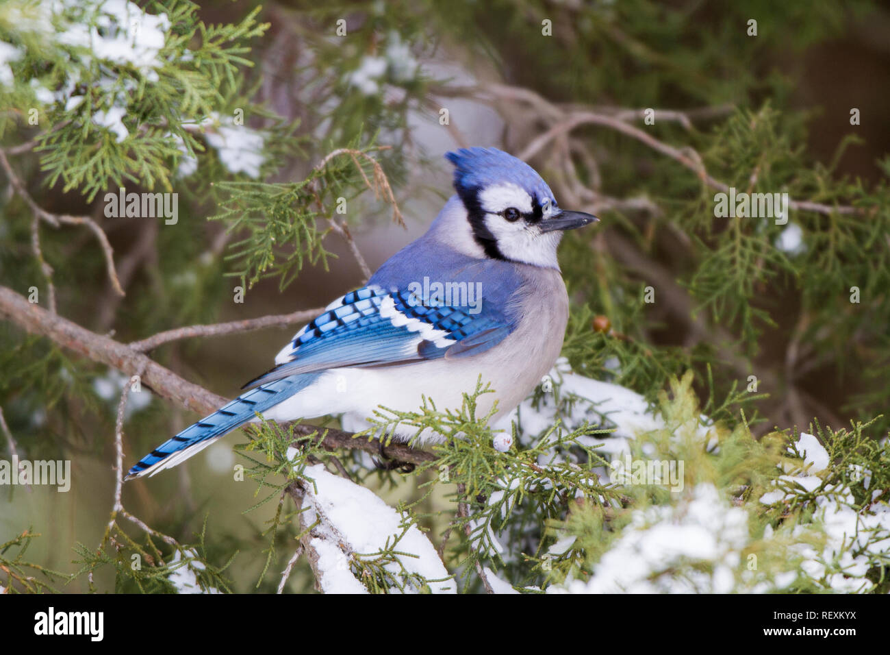 01288-05708 Blue Jay (Cyanocitta cristata) in Juniper tree (Juniperus ...