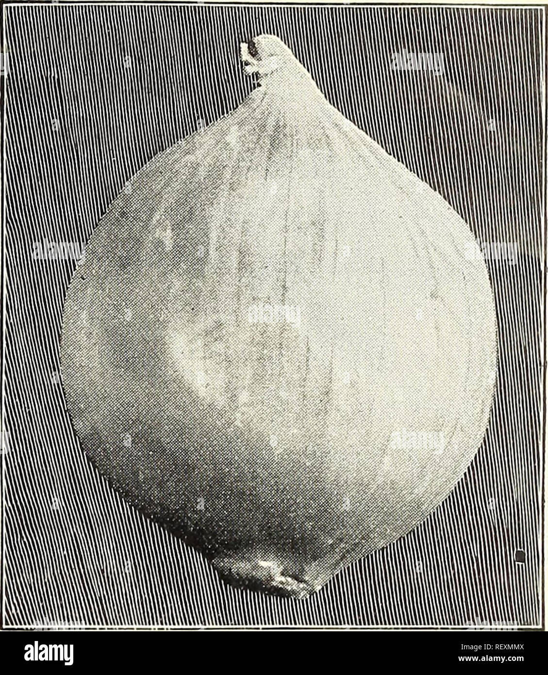 Giant onion guernsey hi-res stock photography and images - Alamy