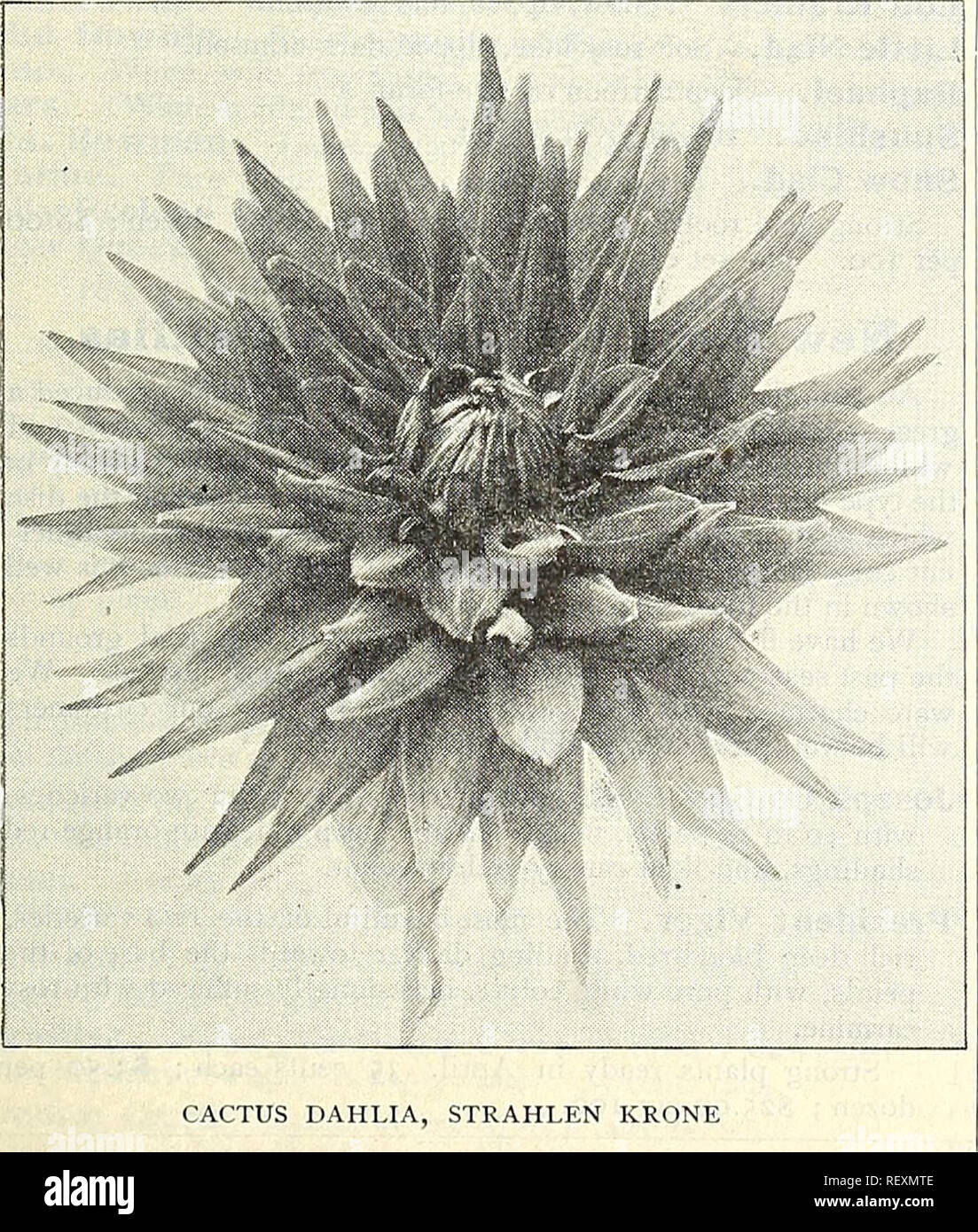 Long narrow tubular flowers hi-res stock photography and images - Alamy