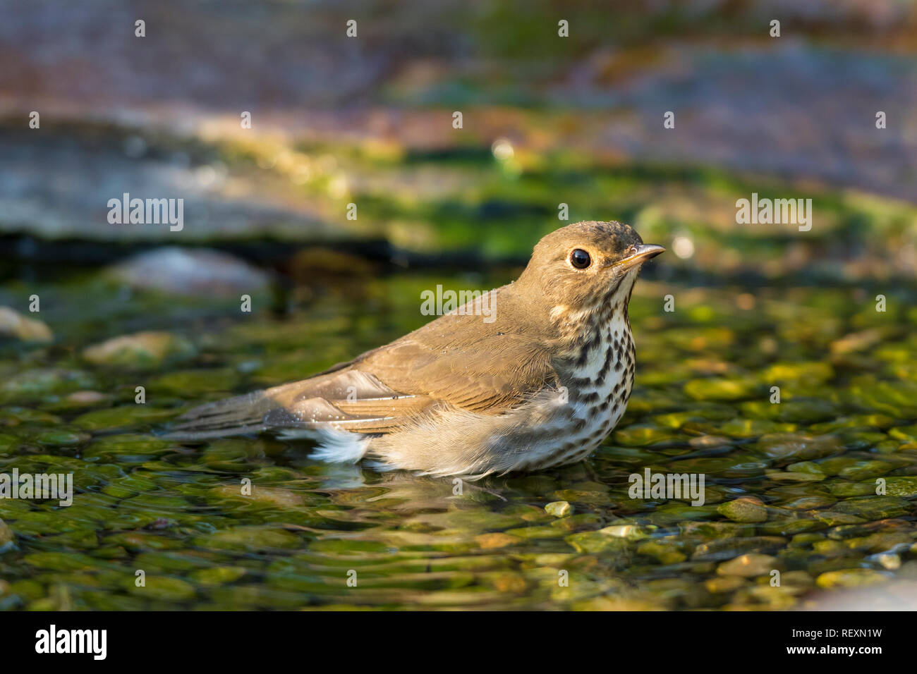 Catharus ustulatus hi-res stock photography and images - Alamy