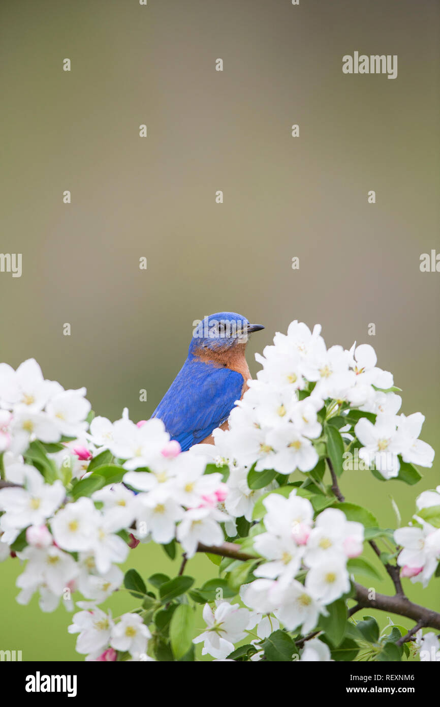 01377-17803 Eastern Bluebird (Sialia sialis) male in Crabapple tree ...