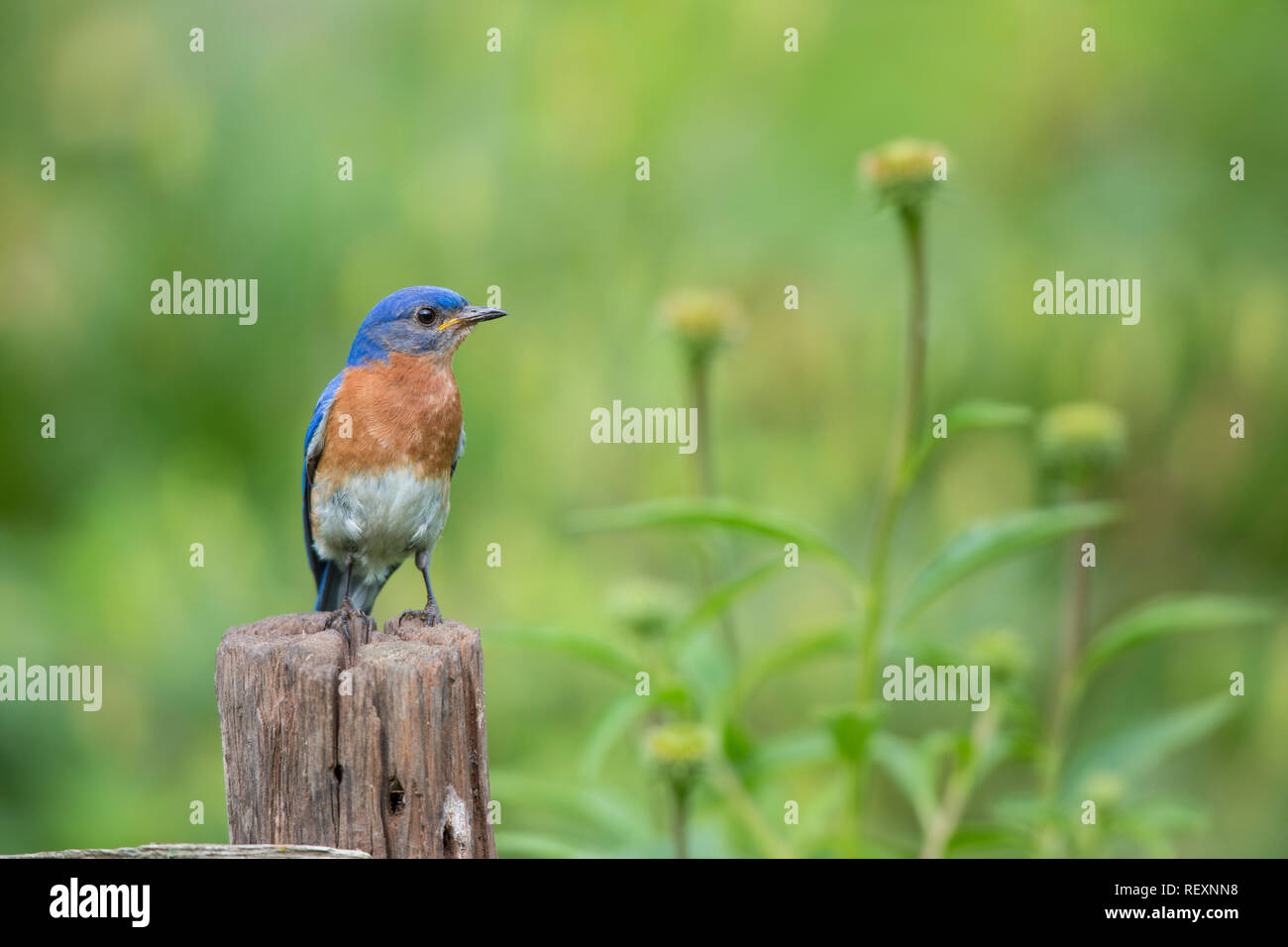 Siaalia sialis hi-res stock photography and images - Alamy