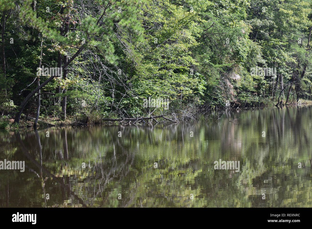 Lake in Woods Stock Photo - Alamy