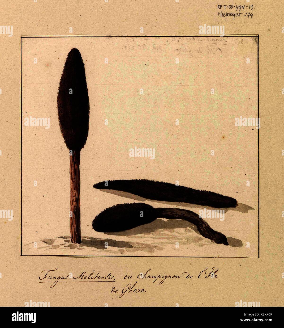 Zeldzame plant van eiland Gozo. Fungus Melitensis, ou champignon de l ...