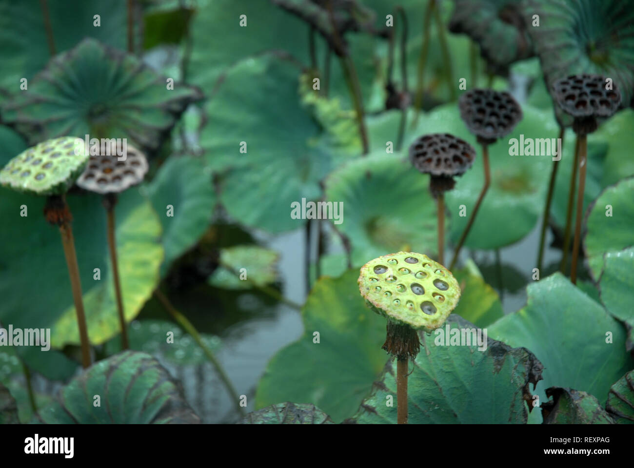 Lotus leaves on pond, Saraswati Temple, Ubud, Bali. Indonesia Stock ...