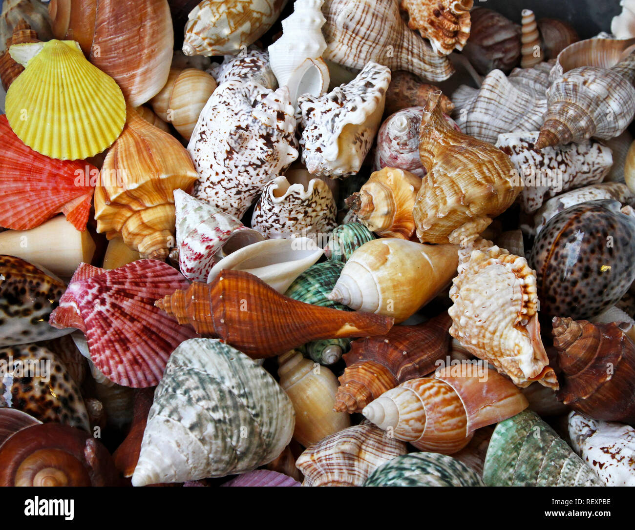 Big pile of colorful decorative sea shells Stock Photo - Alamy