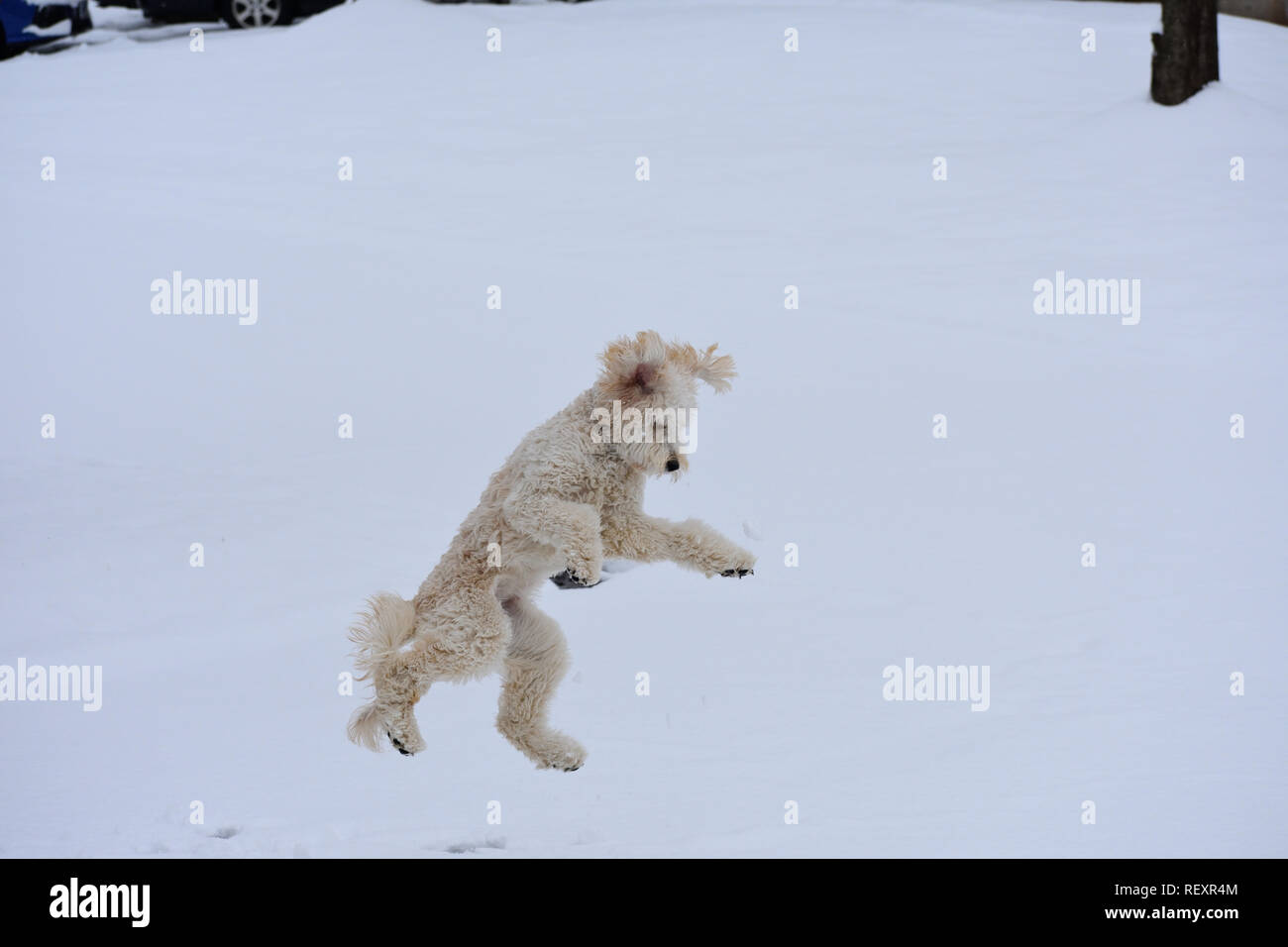 Goldendoodle Snow High Resolution Stock Photography and Images - Alamy