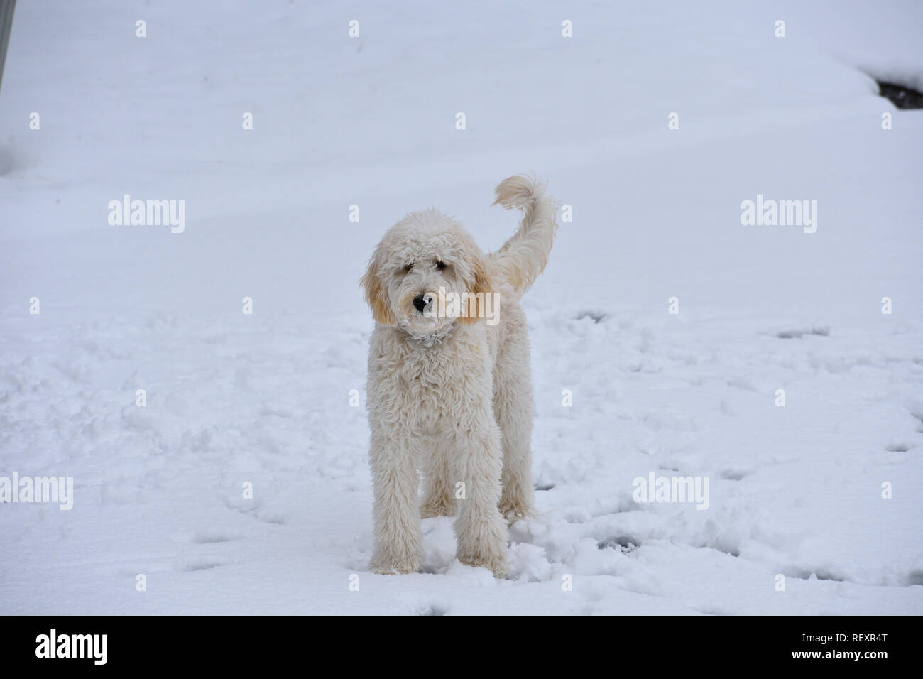Goldendoodle snow hi-res stock photography and images - Alamy