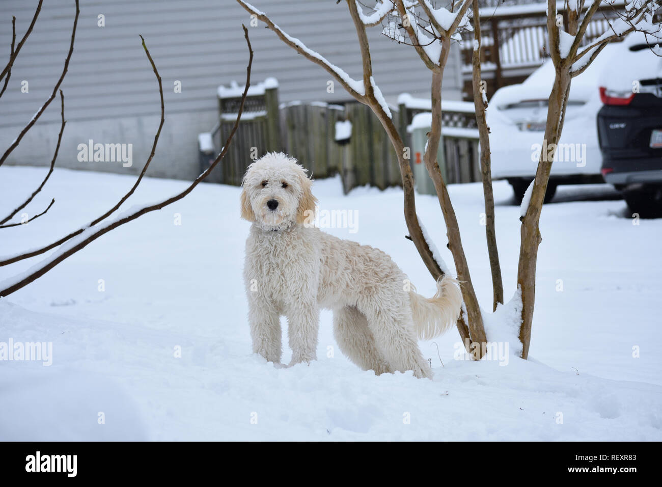 Golden Doodle in snow Stock Photo - Alamy