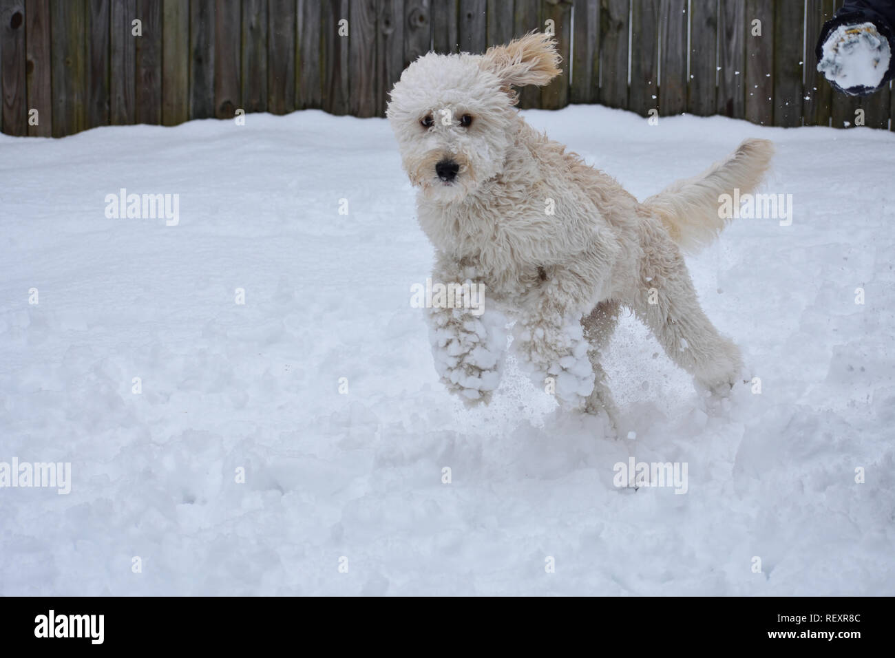 Running goldendoodle hi-res stock photography and images - Alamy