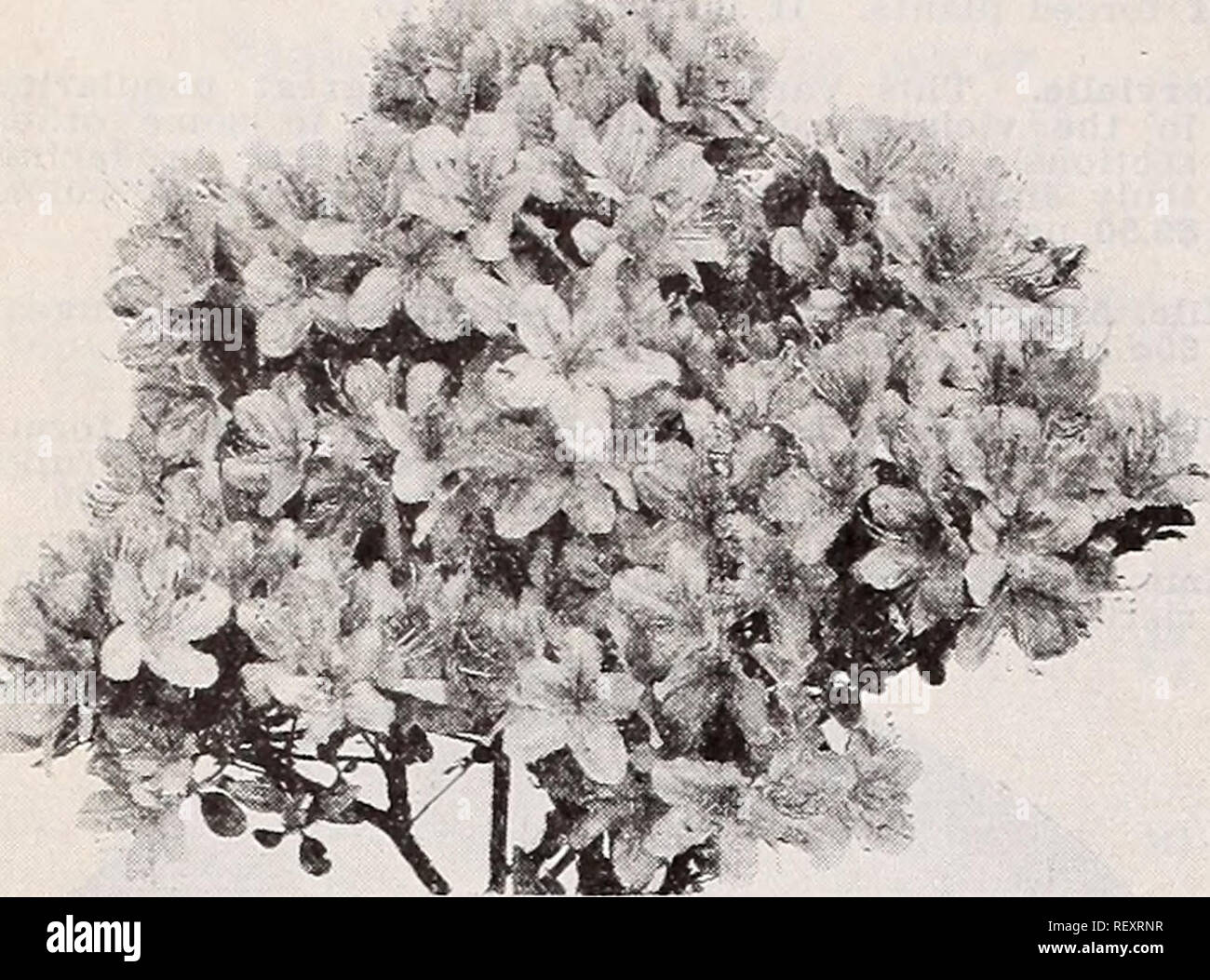 Giant azalea shrubs hi-res stock photography and images - Alamy