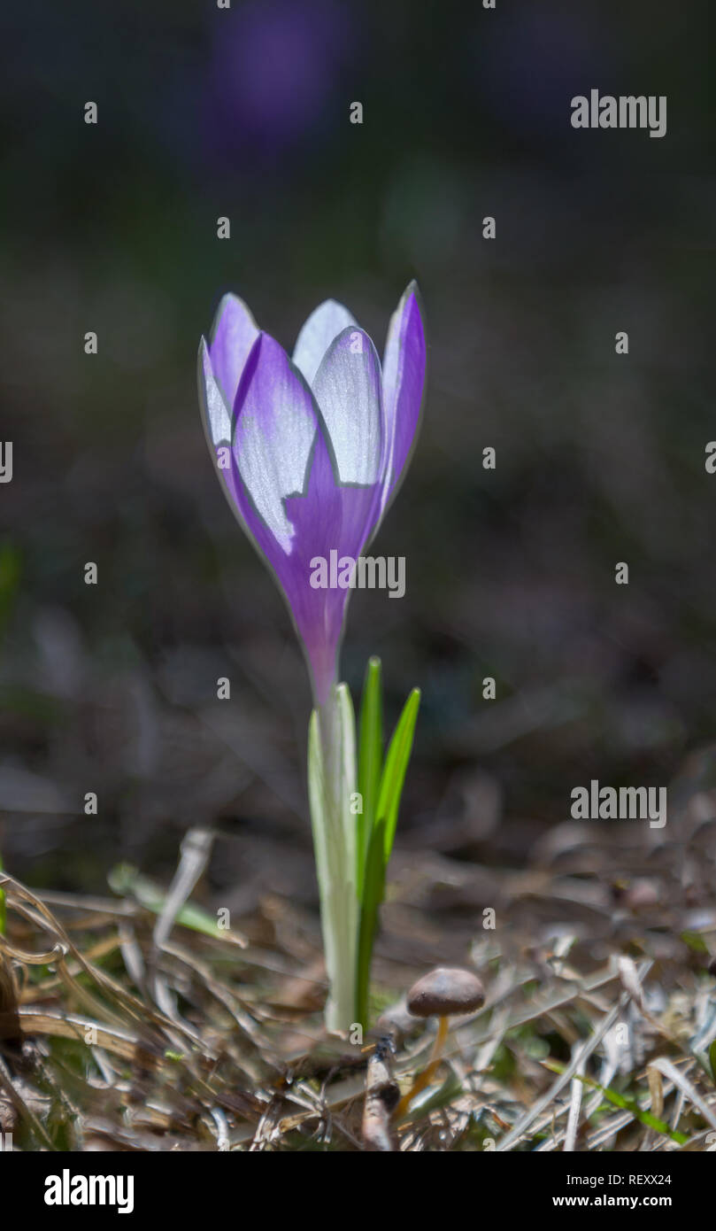 Blue crocus hi-res stock photography and images - Alamy