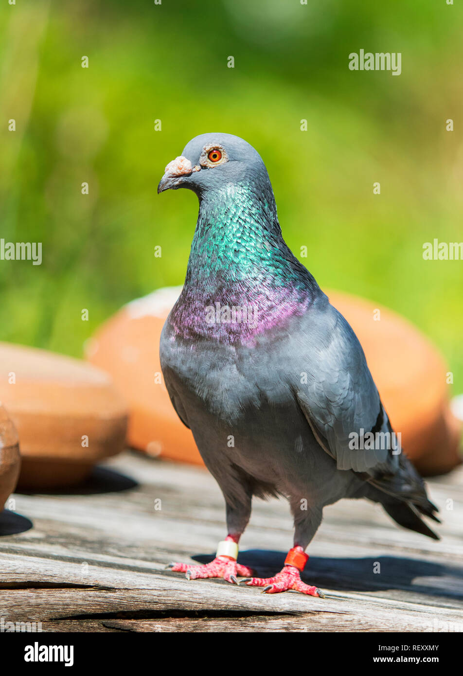 full body of speed racing pigeon bird standing in green garden Stock ...