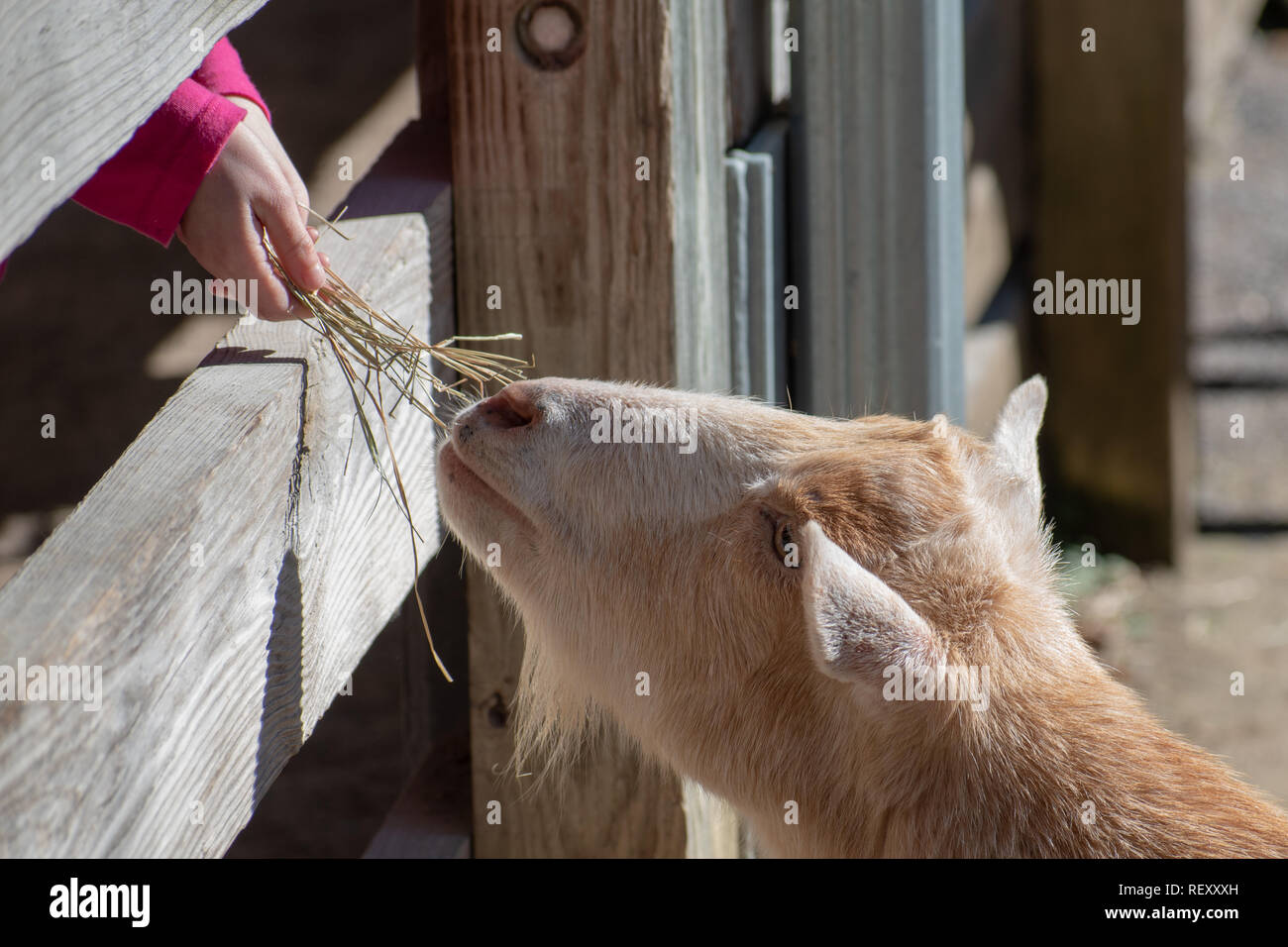 Zoo goat hi-res stock photography and images - Alamy
