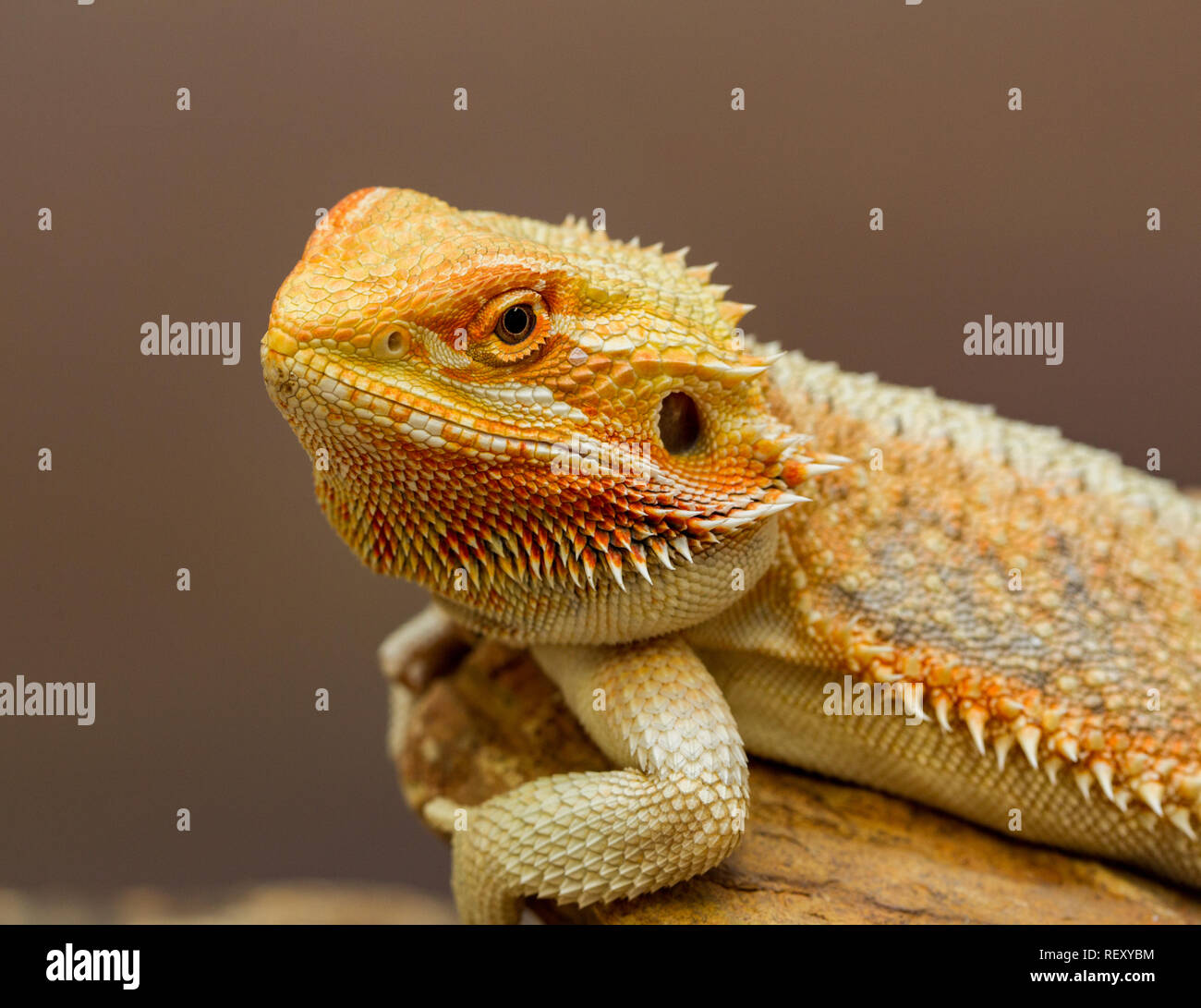 Close up of a bearded lizard, typical reptile from the australian ...