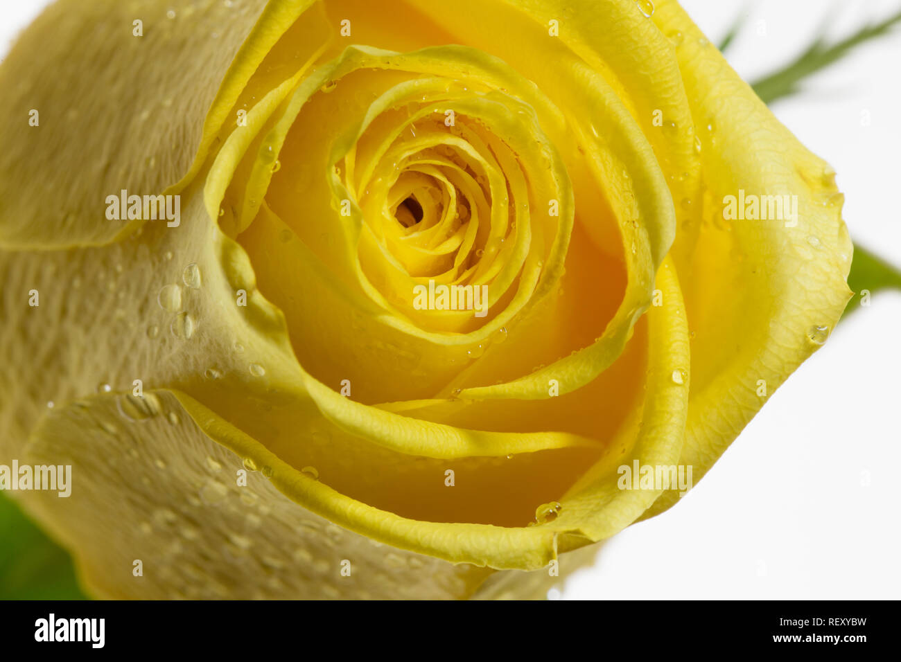 Dripping yellow flower hi-res stock photography and images - Alamy