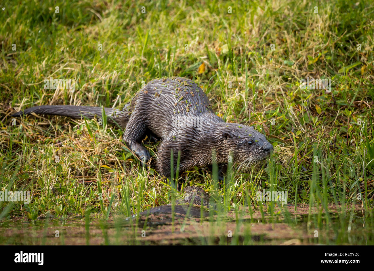 River otter florida hi-res stock photography and images - Alamy