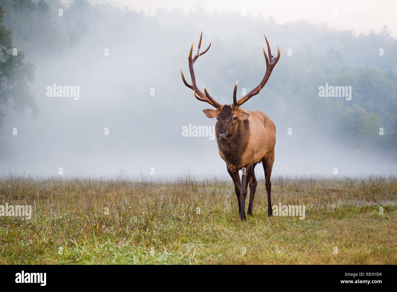 Full size male elk in North Carolina with fog in background Stock Photo ...